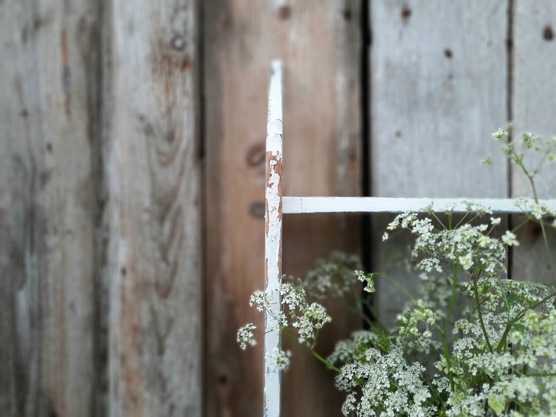 Rustic White Wooden Shelves for Sale - Shelves And Bookcases - Trunk ...